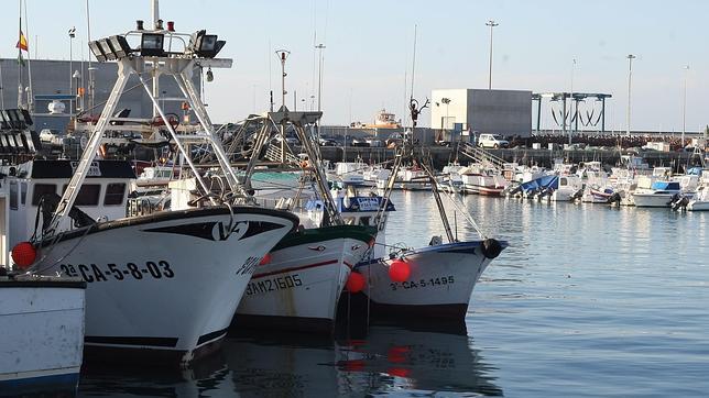 Los barcos volverán a pescar pulpo en el Golfo de Cádiz